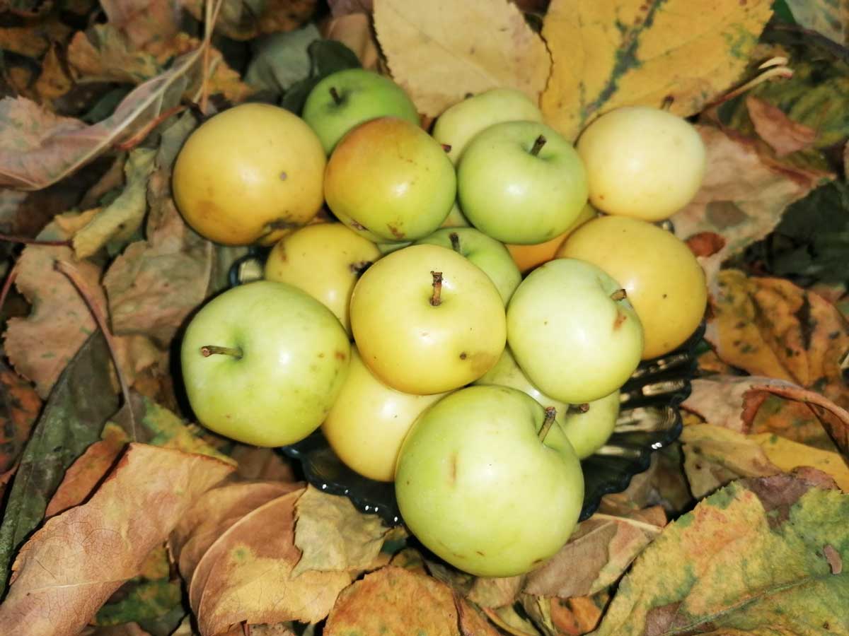Sirće od divlje jabuke za bolje zdravlje - PLODOVI PRIRODE - Prirodni ...