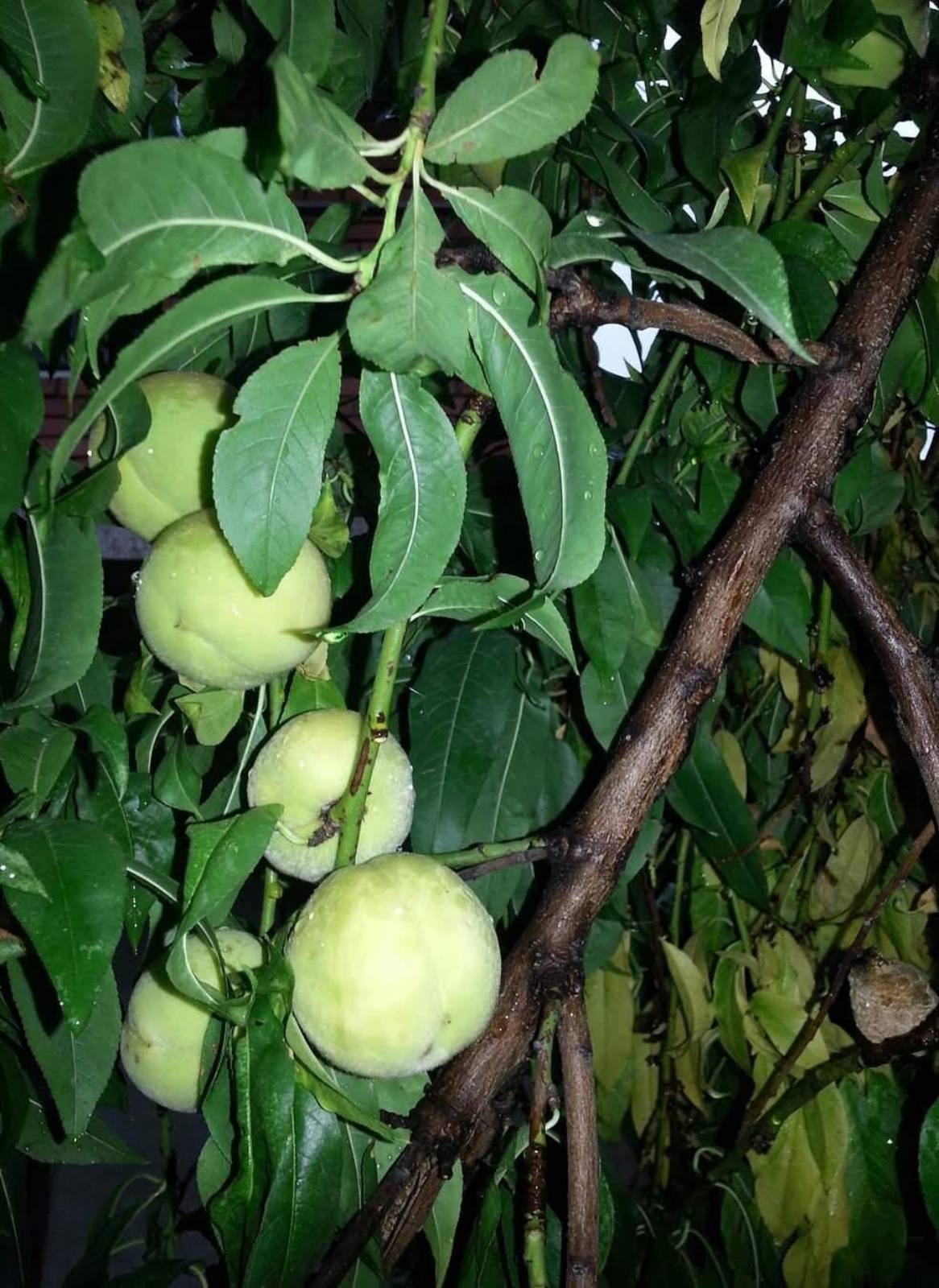 Seme Vinogradarske breskve - PLODOVI PRIRODE - Prirodni lekoviti proizvodi