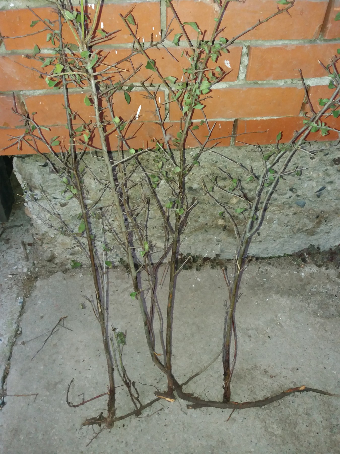 Sadnice TRNJINE - PLODOVI PRIRODE - Prirodni lekoviti proizvodi