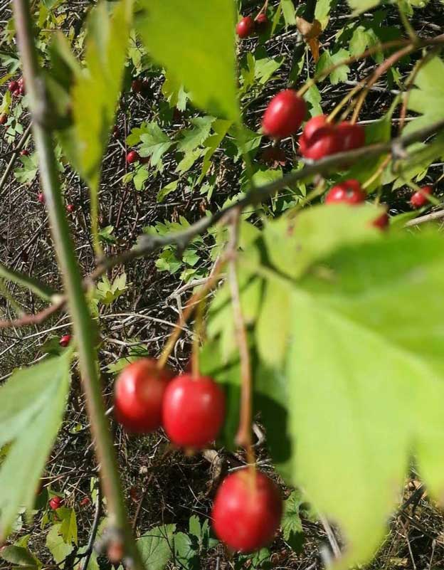 GLOG SEME - PLODOVI PRIRODE - Prirodni lekoviti proizvodi